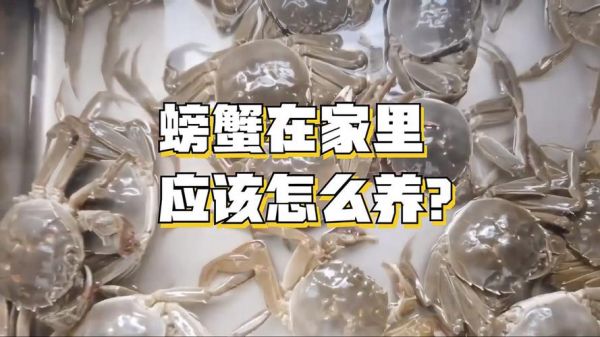 家里养螃蟹喂什么食物_螃蟹多久喂一次-第2张图片-山城妙识 家里养螃蟹喂什么食物_螃蟹多久喂一次-第2张图片-山城妙识