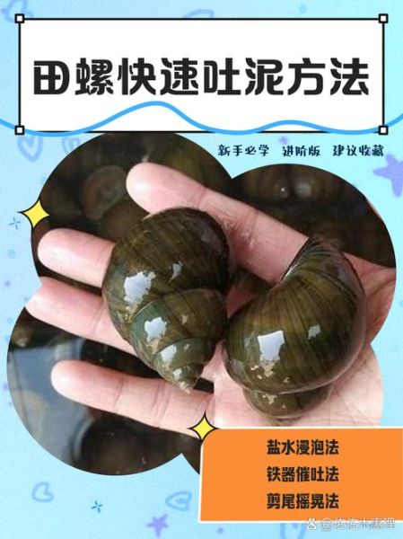 田螺吐泥放盐会不会死_田螺吐泥放盐多久合适-第1张图片-山城妙识