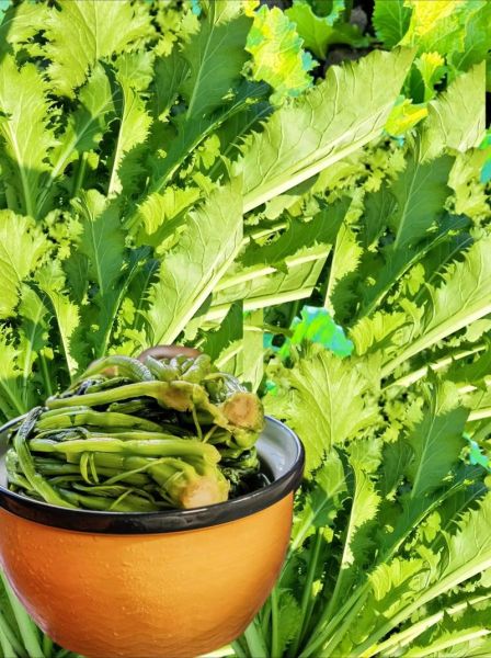 腌雪里蕻10斤放多少盐_一斤雪里蕻用多少盐-第1张图片-山城妙识 腌雪里蕻10斤放多少盐_一斤雪里蕻用多少盐-第1张图片-山城妙识