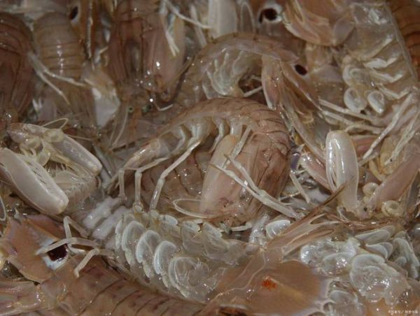 爬爬虾怎么水煮_水煮爬爬虾用冷水还是热水-第2张图片-山城妙识 爬爬虾怎么水煮_水煮爬爬虾用冷水还是热水-第2张图片-山城妙识