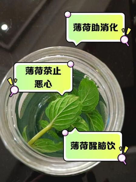 薄荷叶泡水用开水还是温水_薄荷叶泡水水温多少合适-第3张图片-山城妙识 薄荷叶泡水用开水还是温水_薄荷叶泡水水温多少合适-第3张图片-山城妙识