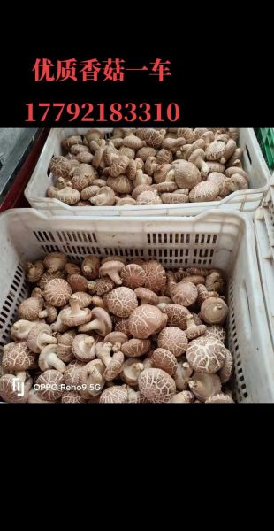 香菇销售渠道有哪些_香菇怎么卖得快-第1张图片-山城妙识 香菇销售渠道有哪些_香菇怎么卖得快-第1张图片-山城妙识