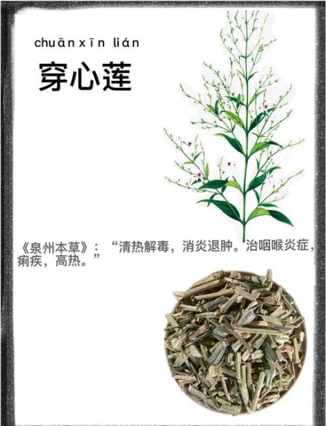 穿心莲菜的功效与作用_穿心莲菜怎么吃最好-第1张图片-山城妙识