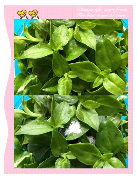 穿心莲菜的功效与作用_穿心莲菜怎么吃最好-第2张图片-山城妙识