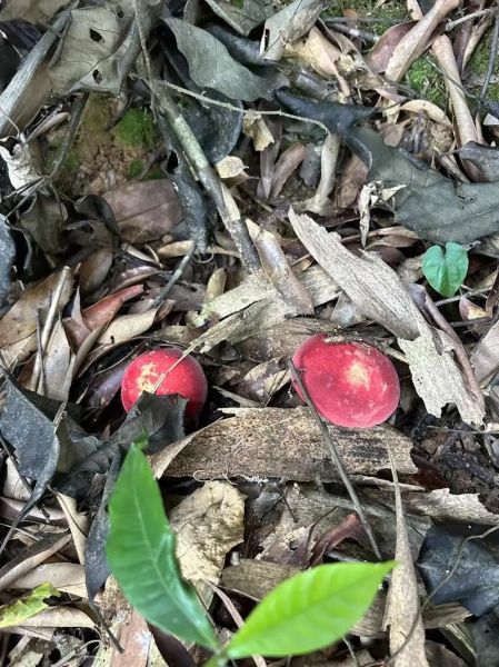 野生红菇多少钱一斤_野生红菇为什么这么贵-第1张图片-山城妙识 野生红菇多少钱一斤_野生红菇为什么这么贵-第1张图片-山城妙识