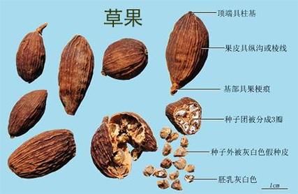 草果长什么样_草果和砂仁的区别-第2张图片-山城妙识 草果长什么样_草果和砂仁的区别-第2张图片-山城妙识