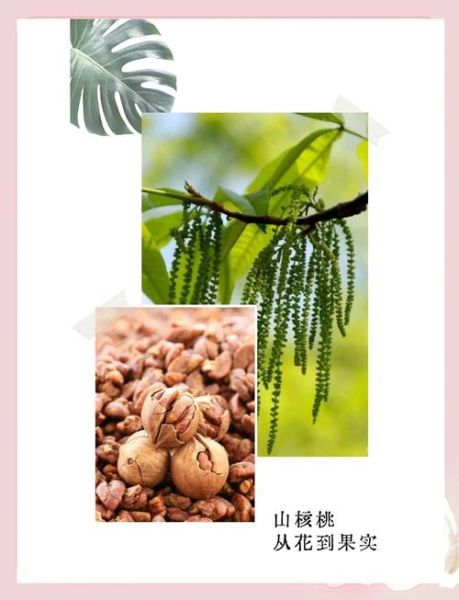 山核桃哪些人不能吃_禁忌人群有哪些-第3张图片-山城妙识