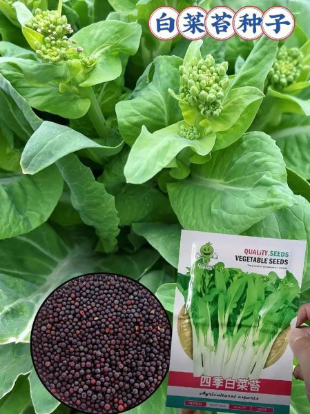菜苔种子哪个品种好_菜苔种子推荐-第1张图片-山城妙识