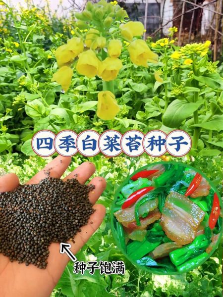 菜苔种子哪个品种好_菜苔种子推荐-第3张图片-山城妙识