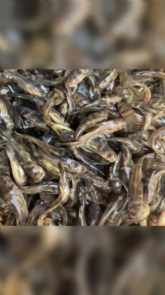 黄骨鱼养殖基地选址要求_黄骨鱼养殖基地投资多少钱-第1张图片-山城妙识