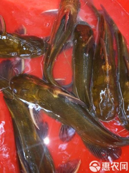 黄骨鱼养殖基地选址要求_黄骨鱼养殖基地投资多少钱-第2张图片-山城妙识