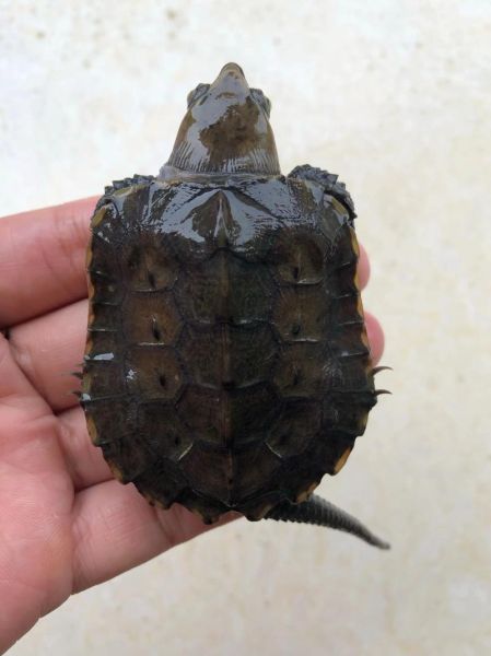 鹰嘴龟多少钱一只_鹰嘴龟价格影响因素-第2张图片-山城妙识