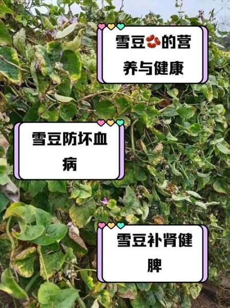 雪豆又叫什么_雪豆和豌豆的区别-第2张图片-山城妙识
