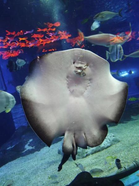 魔鬼鱼能吃吗_魔鬼鱼多少钱一斤-第1张图片-山城妙识