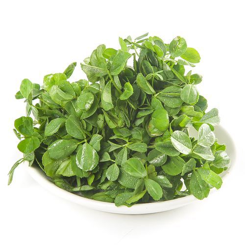 苜蓿芽别名叫什么_苜蓿芽和紫花苜蓿芽区别-第2张图片-山城妙识