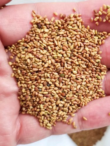 苜蓿芽别名叫什么_苜蓿芽和紫花苜蓿芽区别-第3张图片-山城妙识