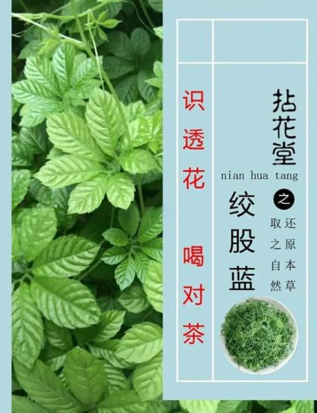 绞股蓝茶的功效与作用_适合什么人喝-第1张图片-山城妙识