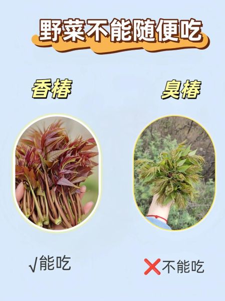可以吃的野菜有哪些_如何辨认无毒野菜-第2张图片-山城妙识
