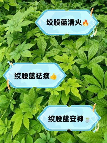 绞股蓝茶的功效与作用_适合什么人喝-第3张图片-山城妙识