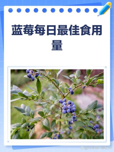 蓝莓可以一天吃一盒吗_蓝莓一天吃多少合适-第2张图片-山城妙识