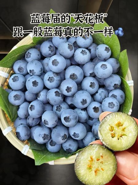蓝莓可以一天吃一盒吗_蓝莓一天吃多少合适-第3张图片-山城妙识