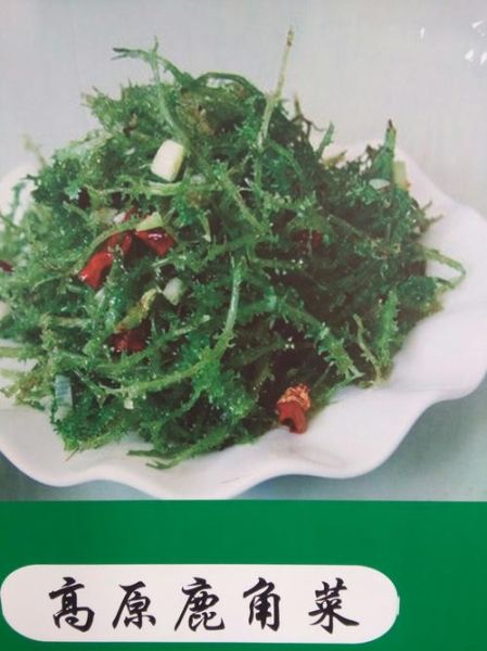 鹿角菜是什么_鹿角菜怎么做好吃-第2张图片-山城妙识