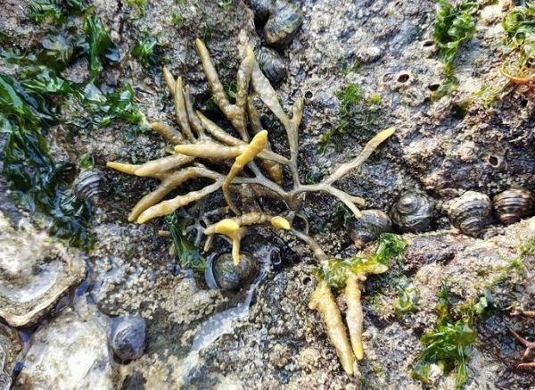 鹿角菜是什么_鹿角菜怎么做好吃-第3张图片-山城妙识