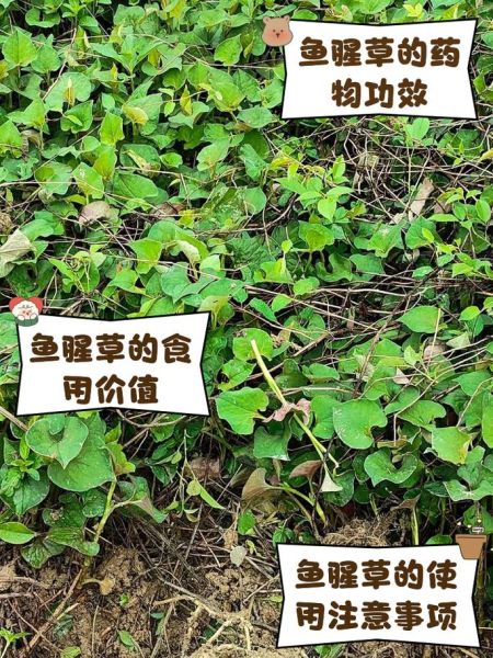 鱼腥草的功效与作用_鱼腥草能治哪些病-第2张图片-山城妙识