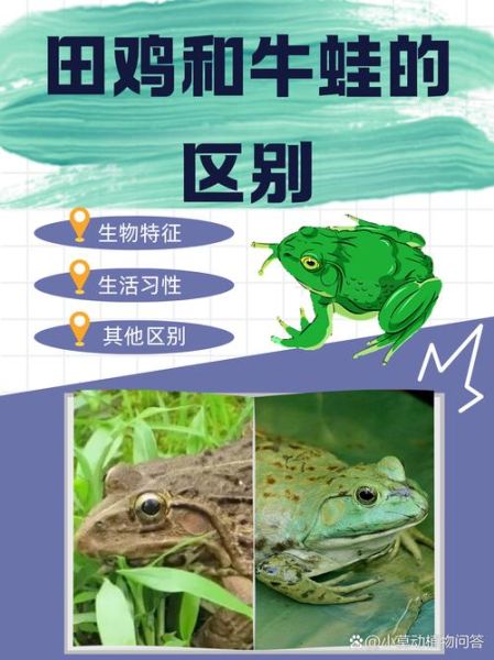 青蛙和田鸡的区别_牛蛙和蟾蜍怎么区分-第2张图片-山城妙识 青蛙和田鸡的区别_牛蛙和蟾蜍怎么区分-第2张图片-山城妙识