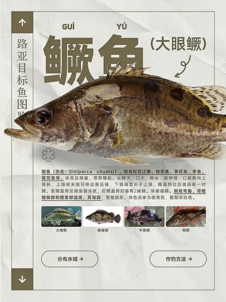 鳜鱼的营养价值_鳜鱼的功效与作用-第2张图片-山城妙识 鳜鱼的营养价值_鳜鱼的功效与作用-第2张图片-山城妙识