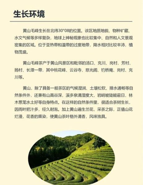 黄山名茶是什么茶_黄山毛峰属于什么茶类-第3张图片-山城妙识