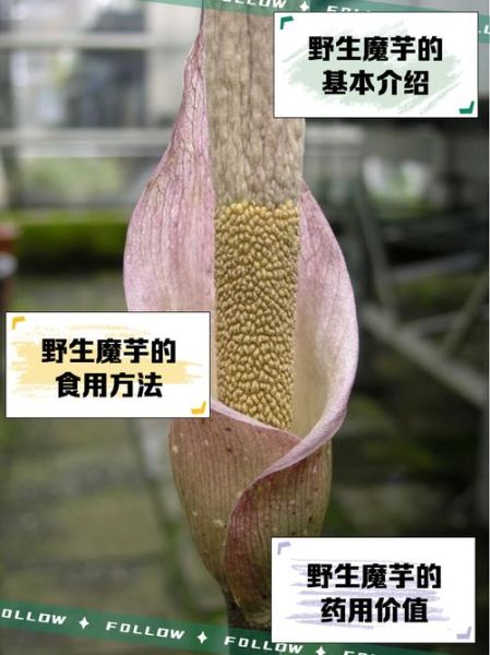 魔芋长什么样子_魔芋图片特征详解-第1张图片-山城妙识