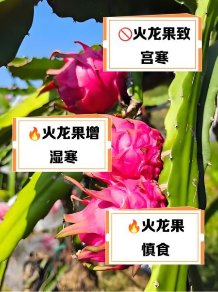 火龙果热量高吗_易长胖吗-第2张图片-山城妙识