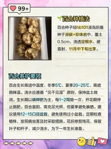 百合花种子怎么种_百合花种子多久发芽-第2张图片-山城妙识