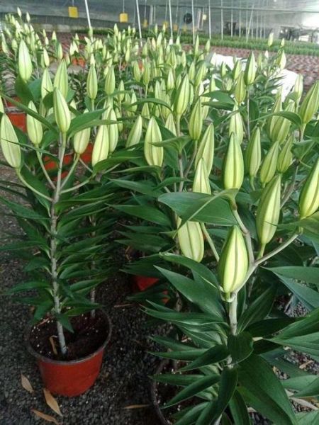 百合花种子怎么种_百合花种子多久发芽-第3张图片-山城妙识