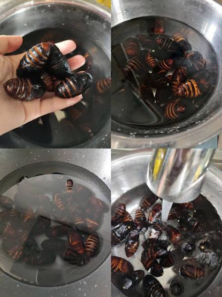 蚕蛹怎么清洗才能吃_蚕蛹清洗方法-第3张图片-山城妙识 蚕蛹怎么清洗才能吃_蚕蛹清洗方法-第3张图片-山城妙识