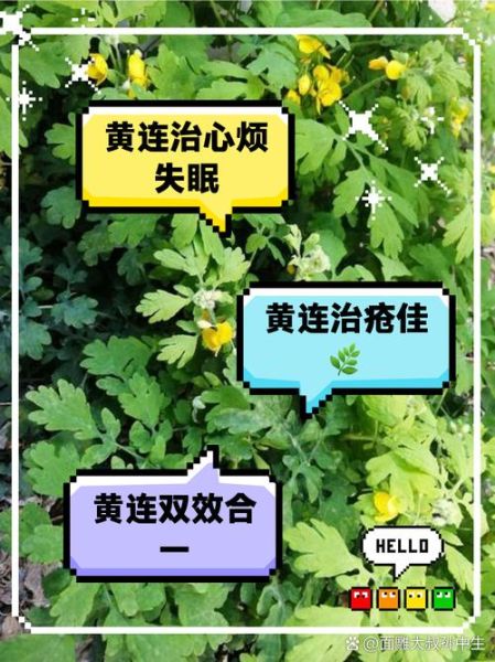 黄连的作用与功效_黄连能治疗哪些疾病-第3张图片-山城妙识