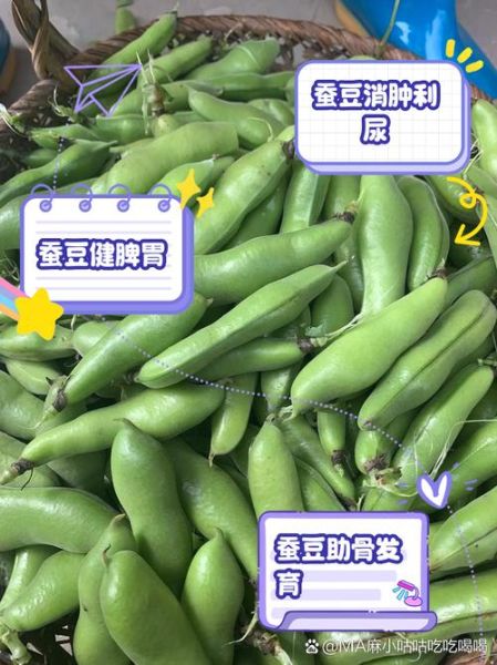 蚕豆长什么样_蚕豆外形特征图解-第3张图片-山城妙识