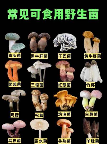 常见食用菌有哪些_32种菇类品种大全-第1张图片-山城妙识