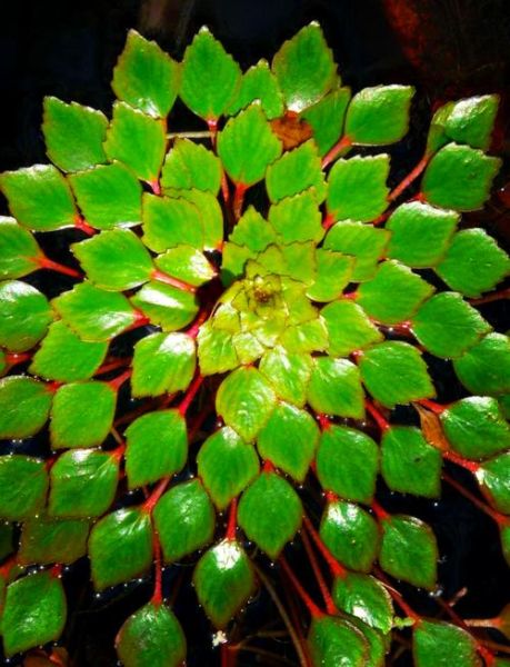 菱角壳泡水禁忌人群_哪些人不能吃菱角壳-第1张图片-山城妙识