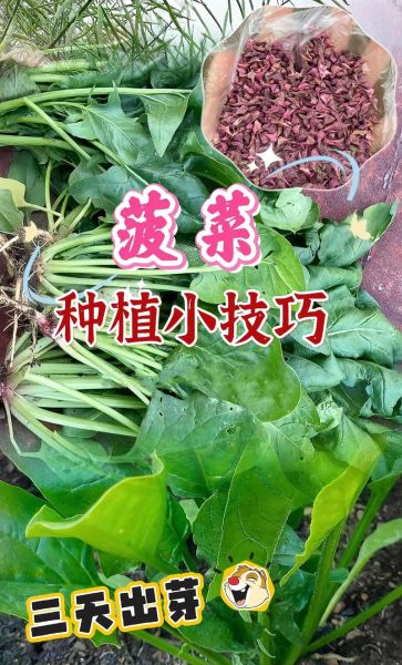 菠菜什么时候播种最好_菠菜种植技术要点-第2张图片-山城妙识