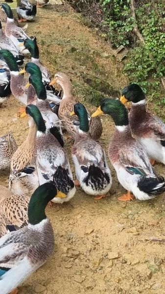 鸳鸯鸭怎么养_鸳鸯鸭能长多大-第1张图片-山城妙识