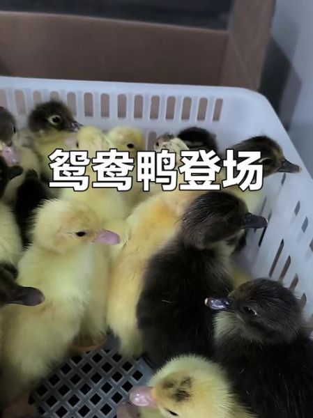 鸳鸯鸭怎么养_鸳鸯鸭能长多大-第2张图片-山城妙识