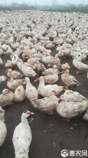 鸳鸯鸭怎么养_鸳鸯鸭能长多大-第3张图片-山城妙识