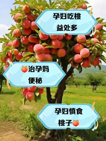 孕妇晚期可以吃桃子吗_桃子对胎儿影响-第3张图片-山城妙识