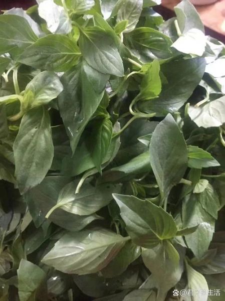 九层塔是什么菜_九层塔怎么吃-第3张图片-山城妙识 九层塔是什么菜_九层塔怎么吃-第3张图片-山城妙识