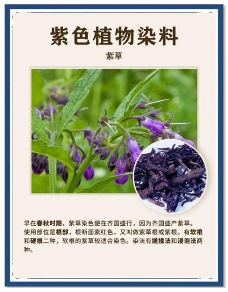 紫草的功效与作用_紫草能治什么病-第3张图片-山城妙识