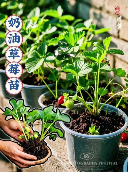 奶油草莓怎么种_奶油草莓种植方法-第1张图片-山城妙识 奶油草莓怎么种_奶油草莓种植方法-第1张图片-山城妙识