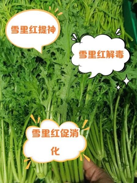 雪里红怎么做好吃_雪里红有哪些功效-第1张图片-山城妙识 雪里红怎么做好吃_雪里红有哪些功效-第1张图片-山城妙识