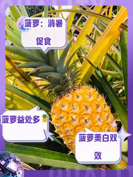 假菠萝的功效与作用_假菠萝怎么吃最好-第3张图片-山城妙识